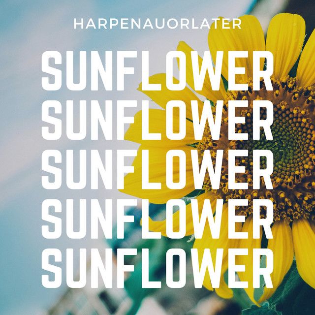 Sunflower
