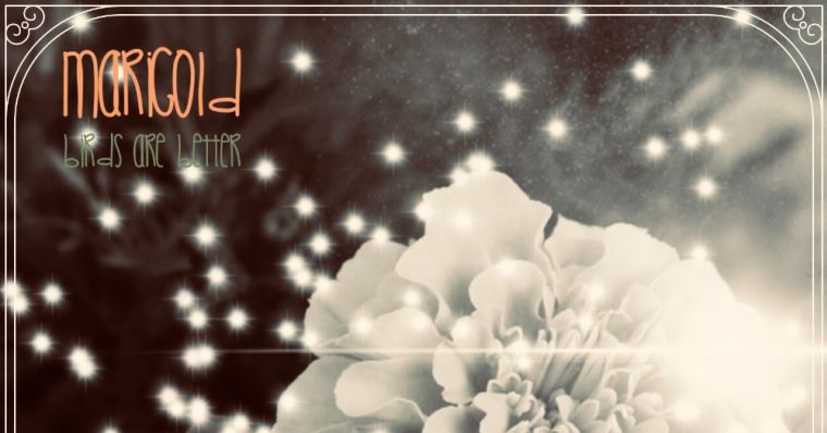 Marigold - Birds are better