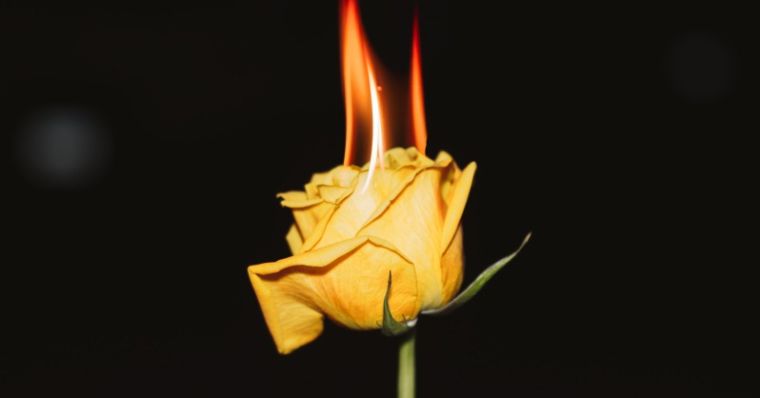 Anya Gupta - Yellow Roses