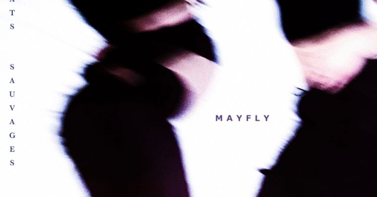 Mayfly - Chats sauvages (cover)