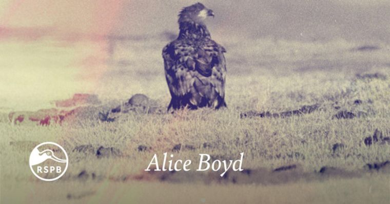Alice Boyd - Return of the White-Tailed Eagle